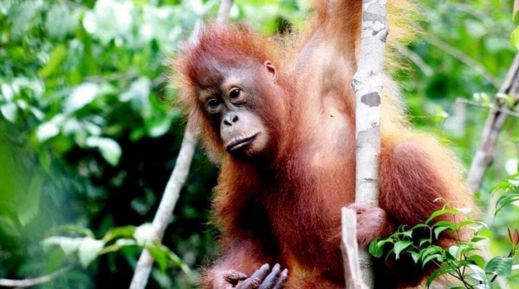 Tanjung Puting Borneo Tour – Orang Utan Boat Tour